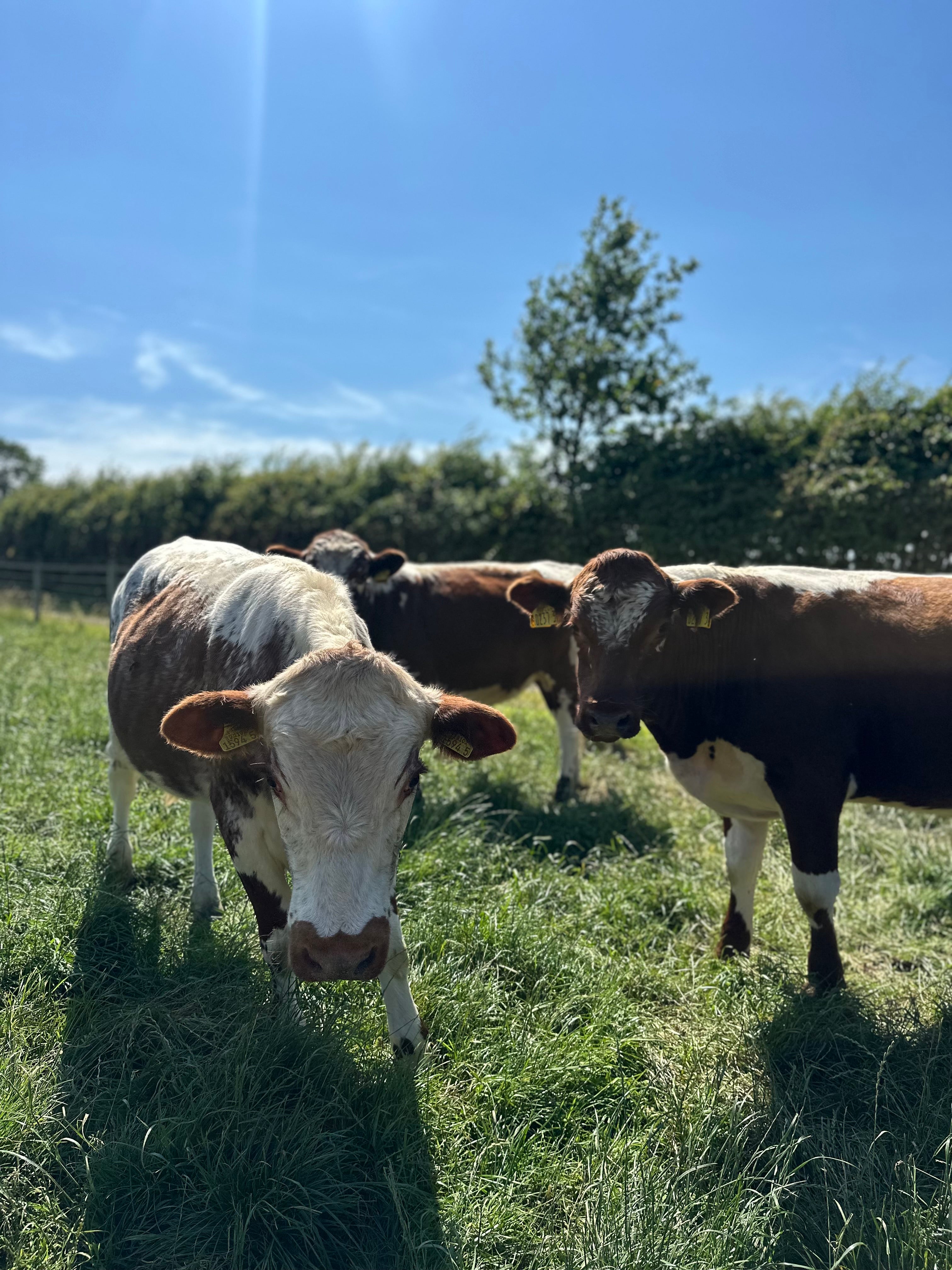 Glebe Farm Native Breed Beef
