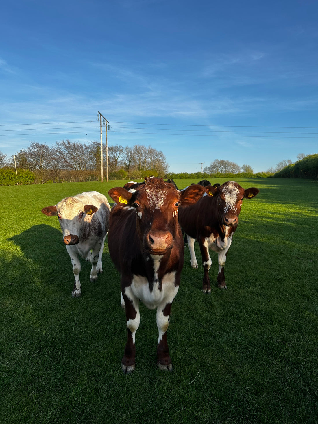 Glebe Farm