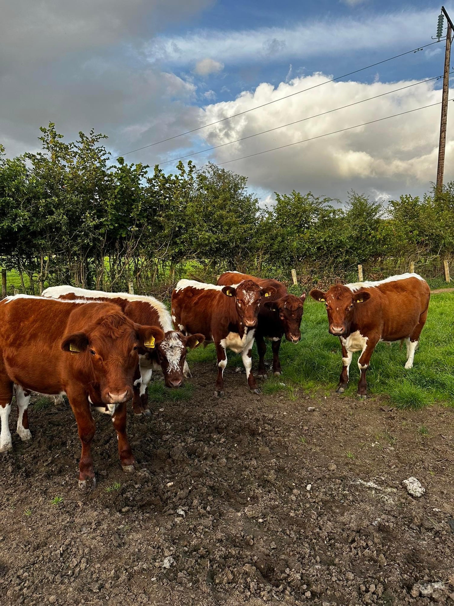 Glebe Farm